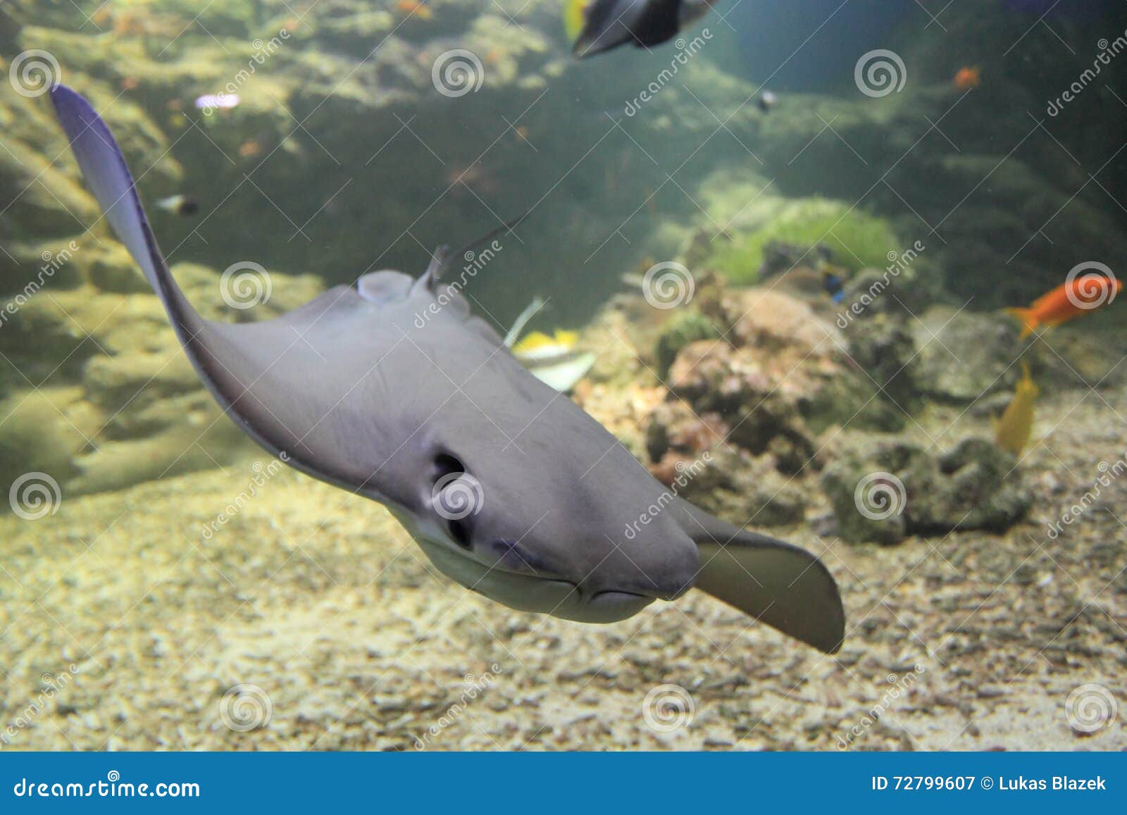 287 Cownose Ray Stock Photos - Free & Royalty-Free Stock Photos from ...