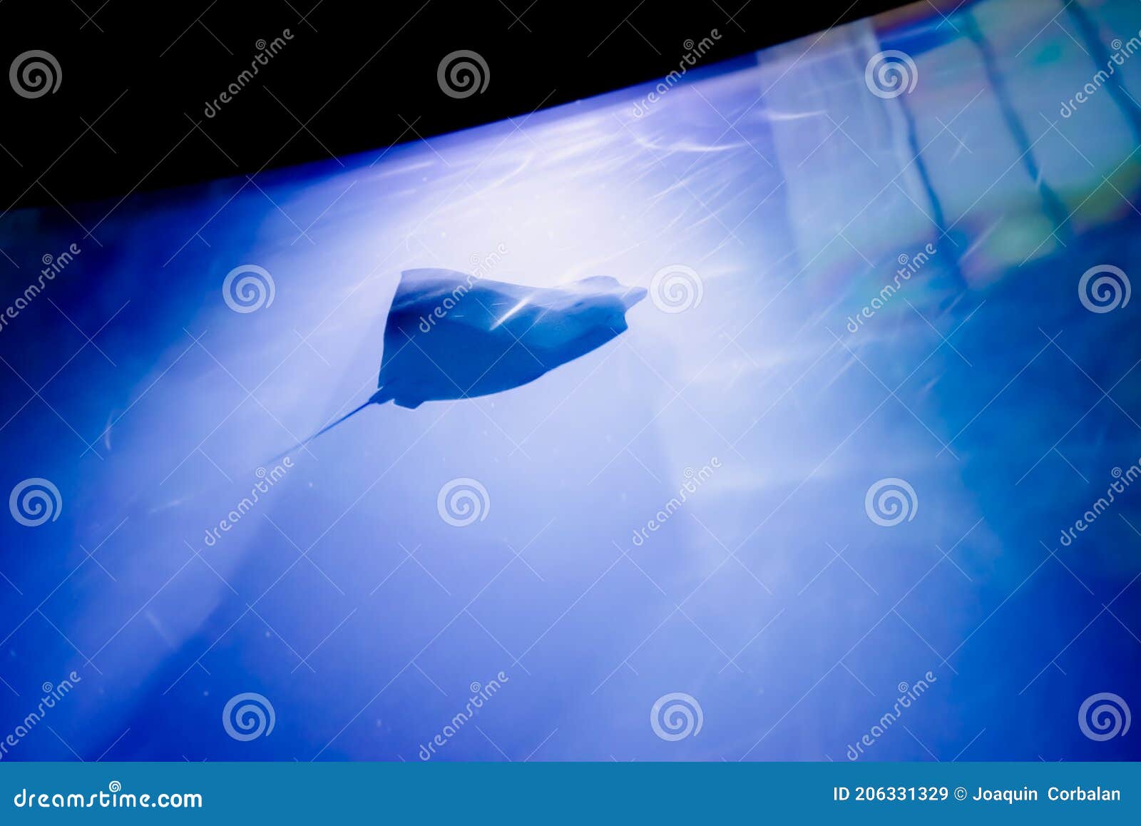 Cownose Rays, Rajidae Manta Ray, Swimming Inside an Aquarium Stock ...