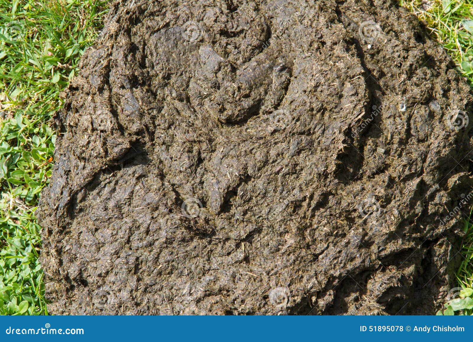 Cowpat cow droppings stock photo. Image of dairy, bull - 51895078