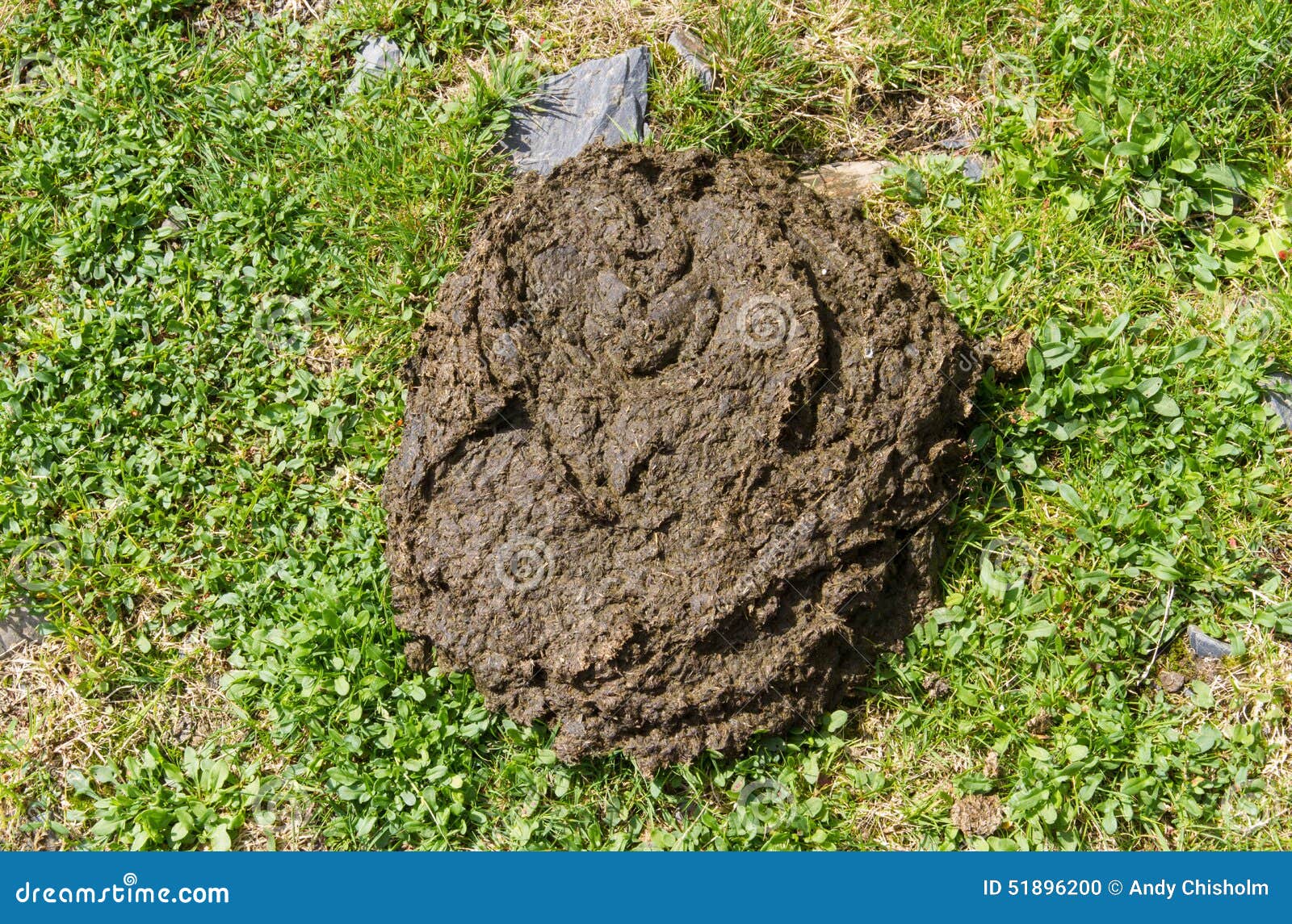 Cowpat cow droppings stock photo. Image of fresh, milk - 51896200