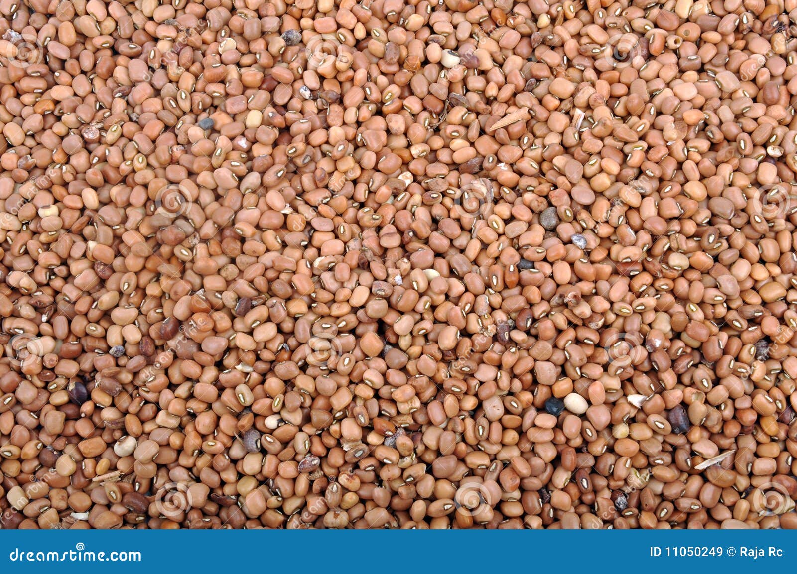Cowpea stock image. Image of organic, peas, natural, india - 11050249