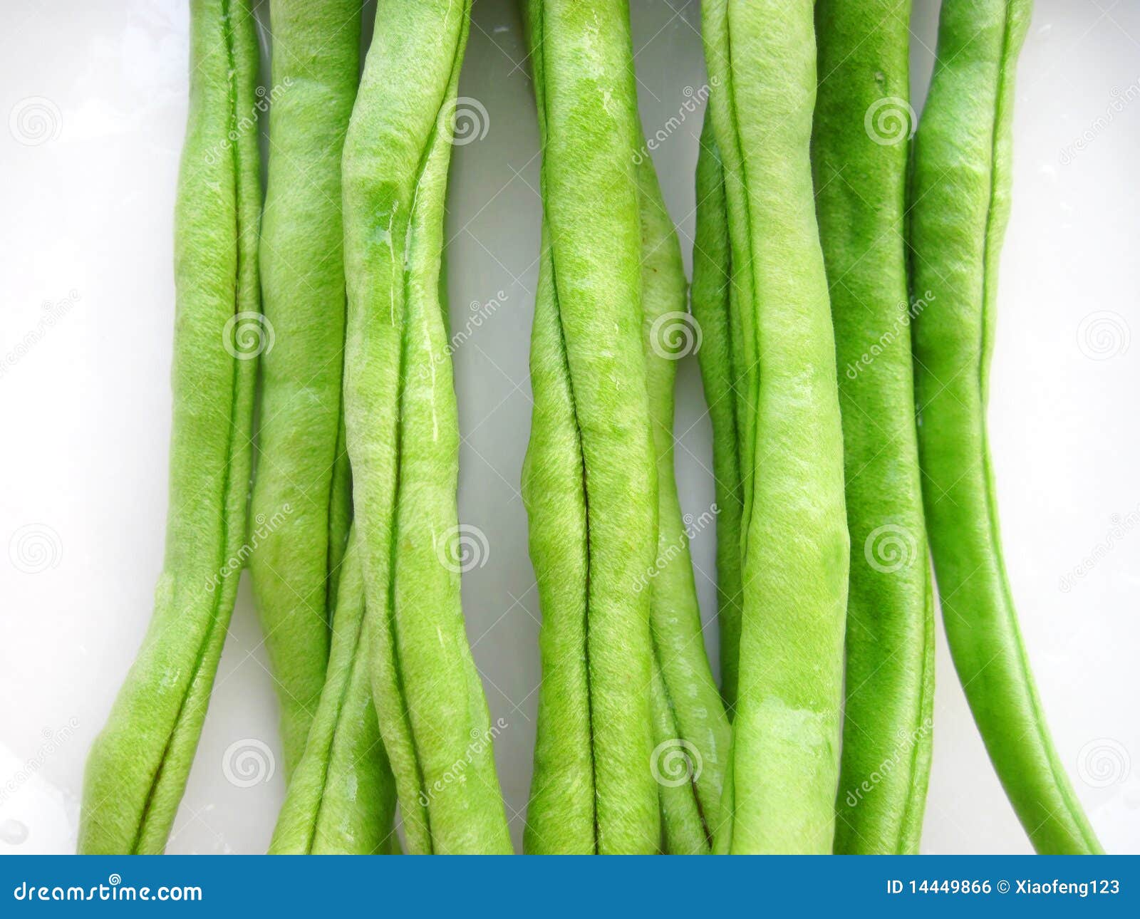 Cowpea stock photo. Image of food, vegetable, cowpea - 14449866