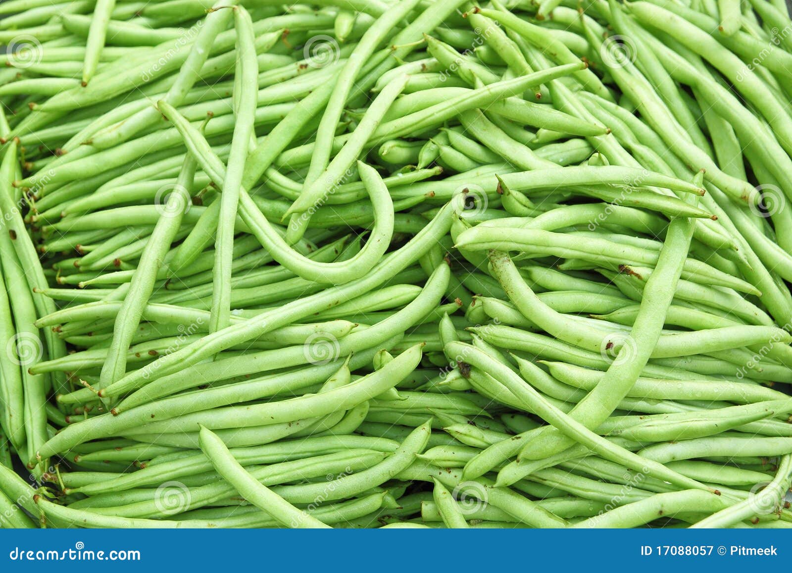 Cowpea stock image. Image of vitamin, annual, bunch, vegetarian - 17088057