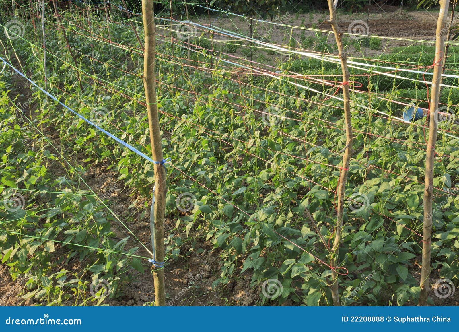Cowpea farm stock photo. Image of crop, ground, botany - 22208888
