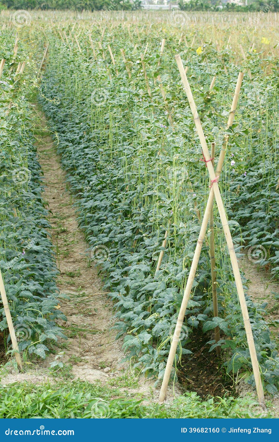 Cowpea field stock photo. Image of agriculture, vigna - 39682160