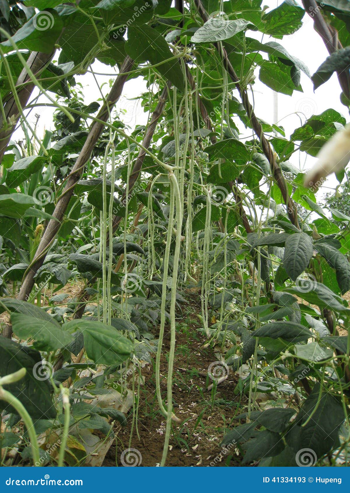 Cowpea fields stock image. Image of fruit, farmland, full - 41334193