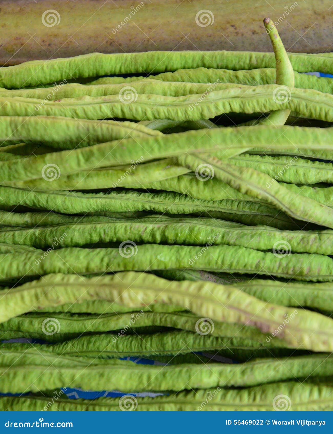 Cowpea stock photo. Image of nature, long, garden, agriculture - 56469022