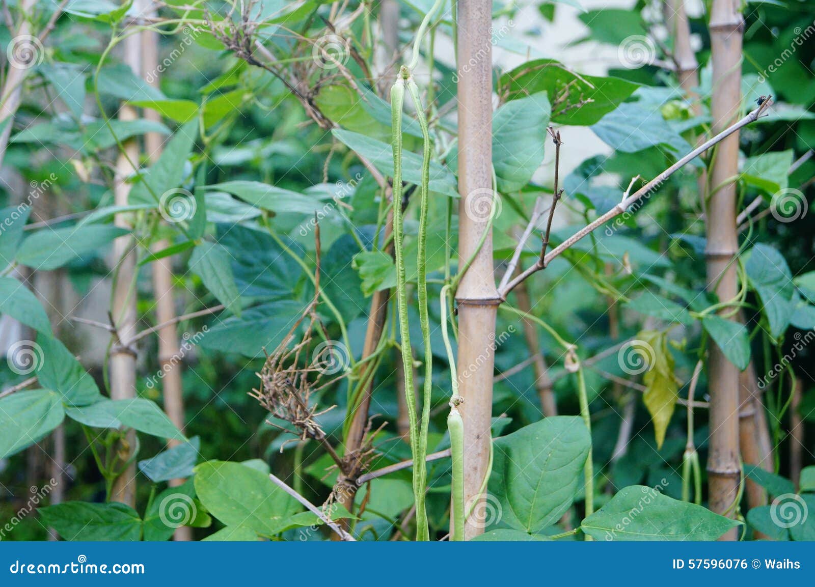 Cowpea stock photo. Image of plants, landscape, products - 57596076