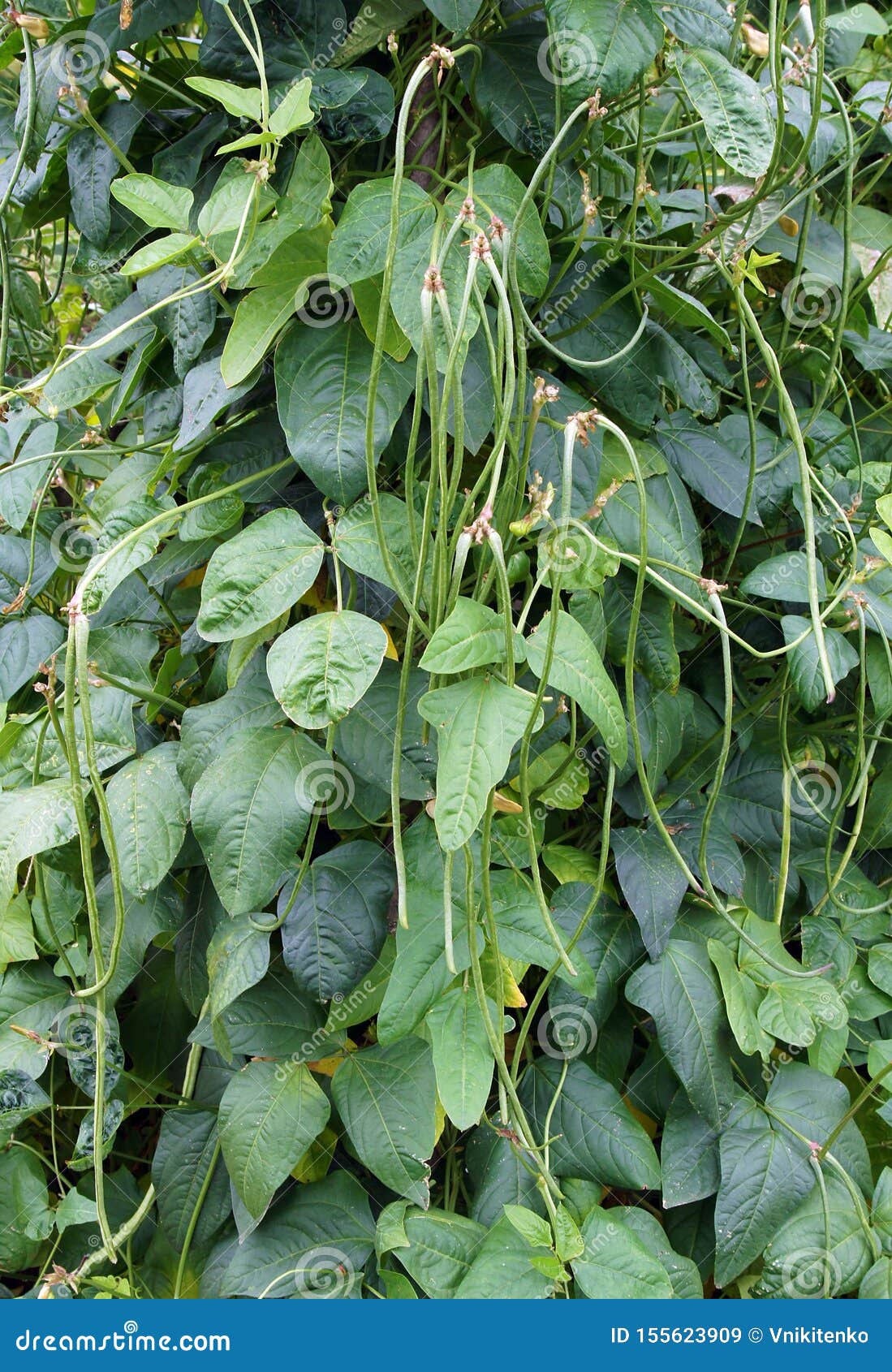The Cowpea Vigna Unguiculata Stock Image - Image of yard, garden: 155623909
