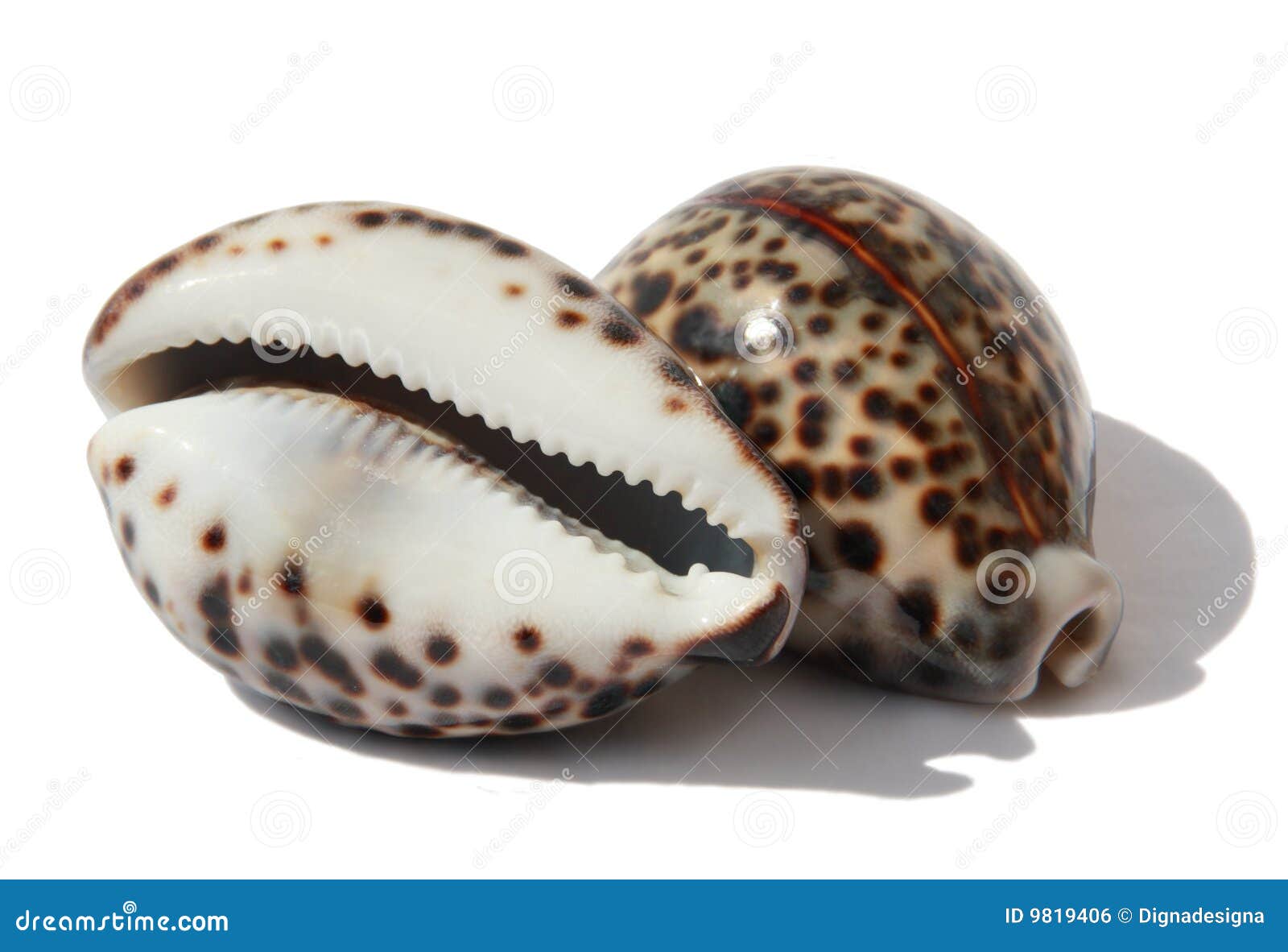 Cowrie De Tigris De Los Seashells Foto de archivo - Imagen de tropical ...
