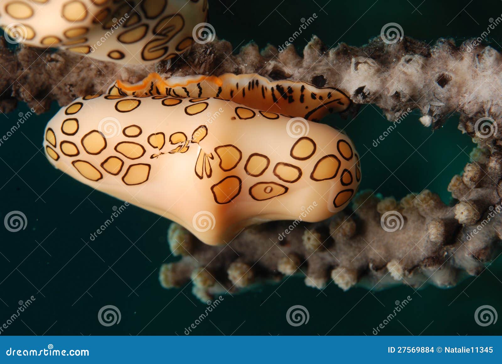 Cowrie shell stock photo. Image of snail, gibbosum, shell - 27569884
