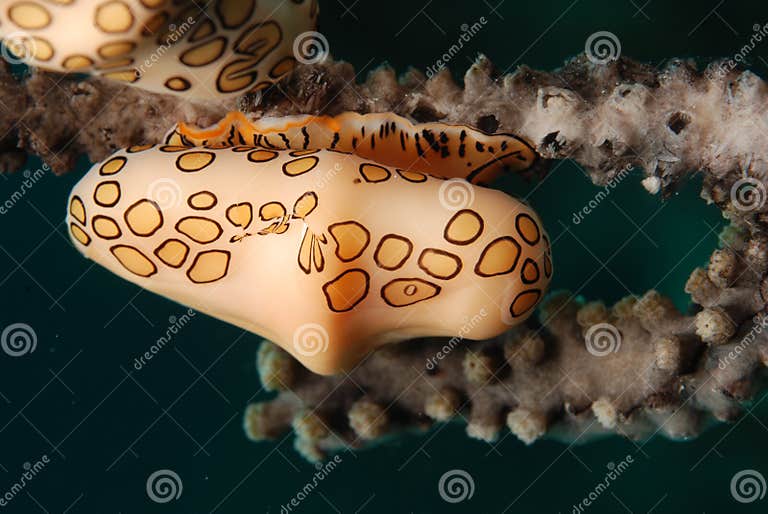 Cowrie shell stock photo. Image of snail, gibbosum, shell - 27569884