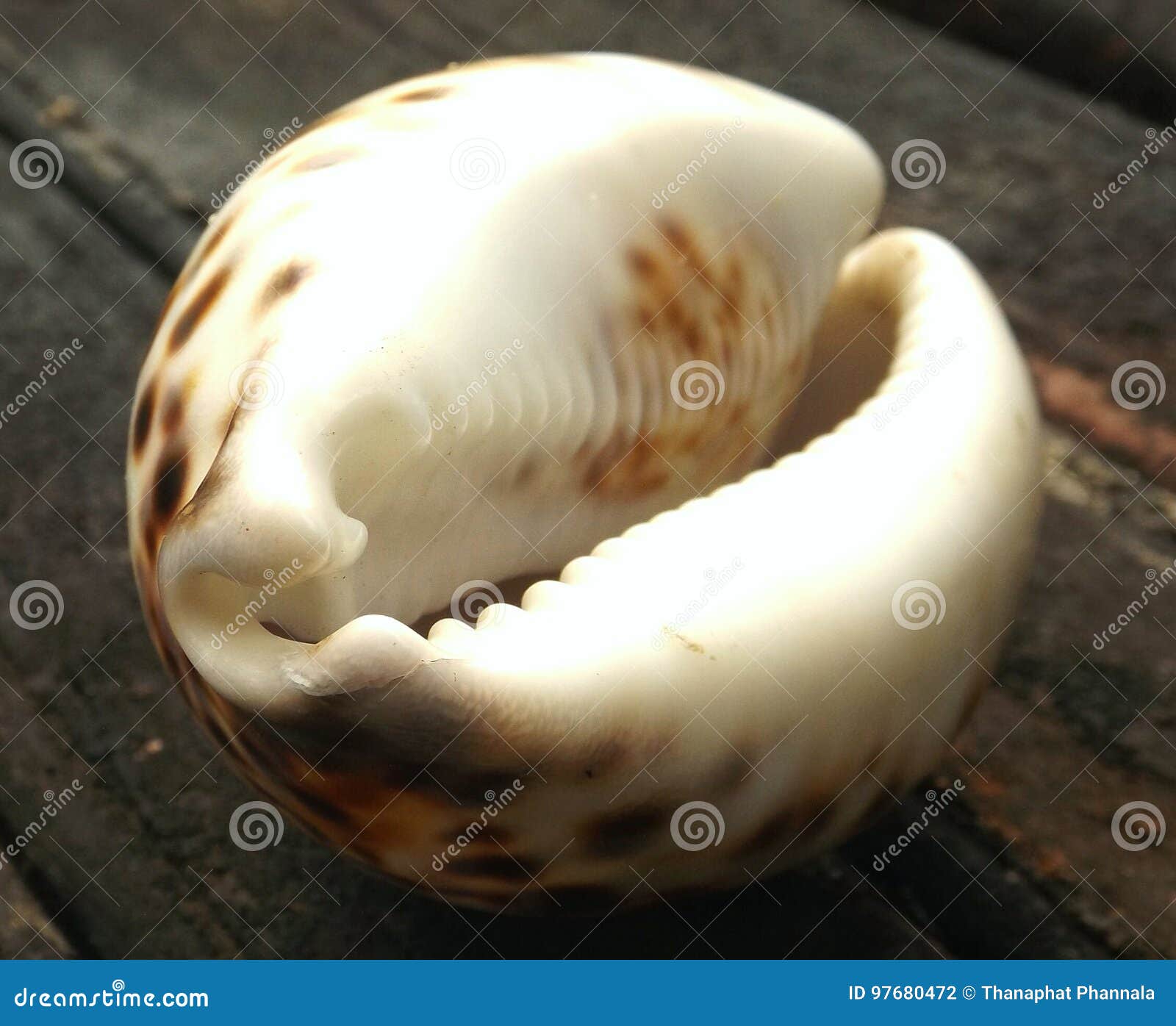 Cowrie shell stock photo. Image of shell, amulet, cowrie - 97680472