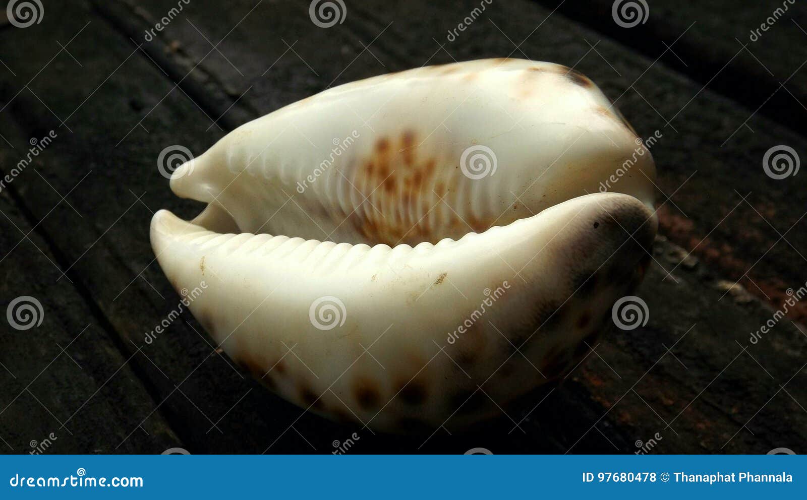 Cowrie shell stock photo. Image of amulet, conch, cockle - 97680478