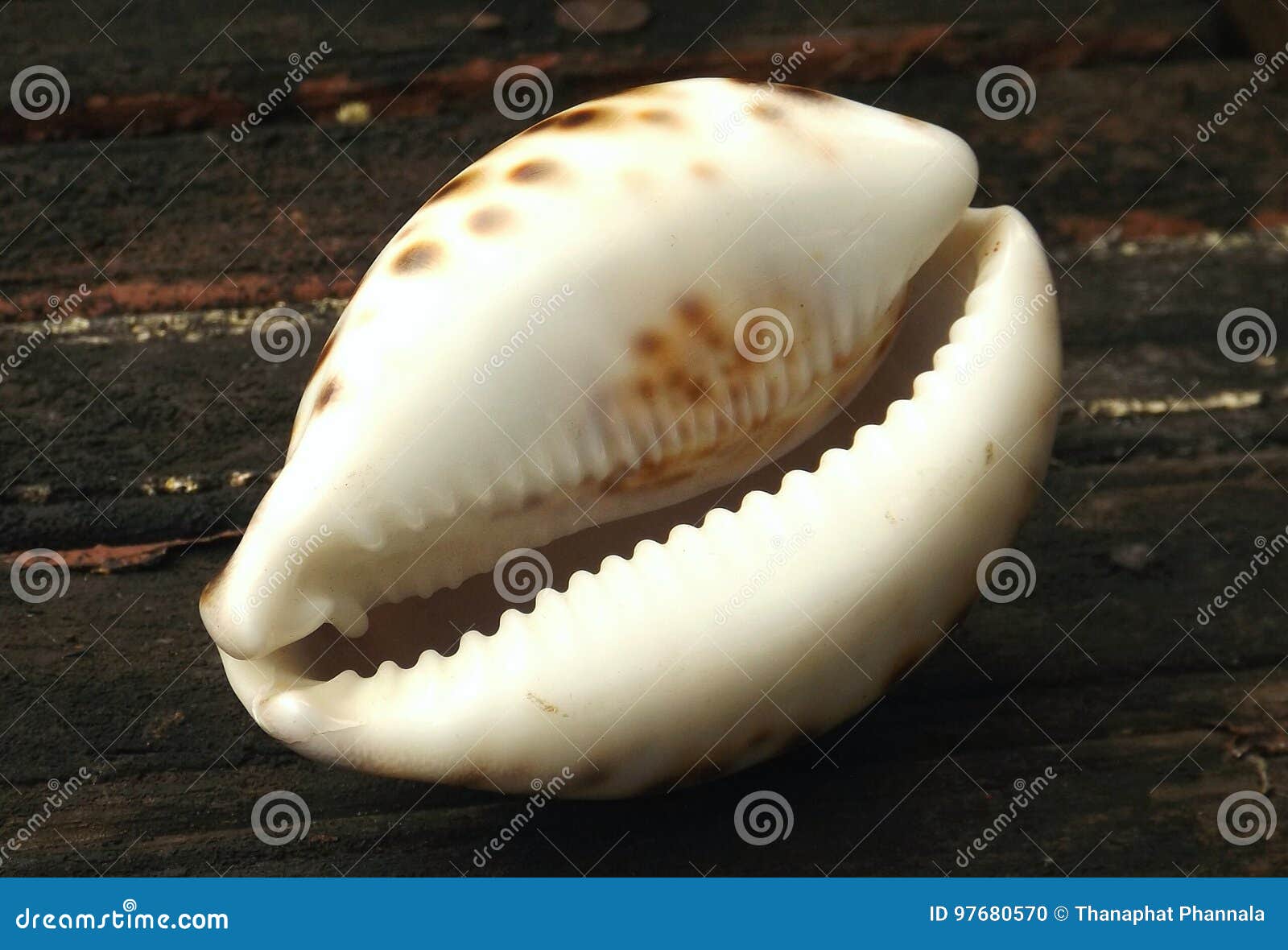 Cowrie shell stock photo. Image of shankha, cowrie, conch - 97680570