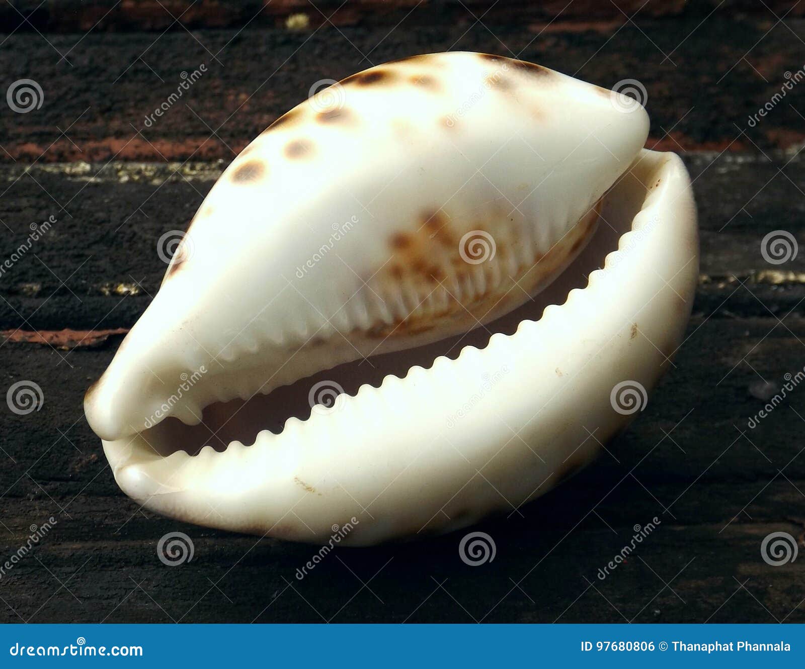 Cowrie shell stock photo. Image of molluscs, cockle, organism - 97680806