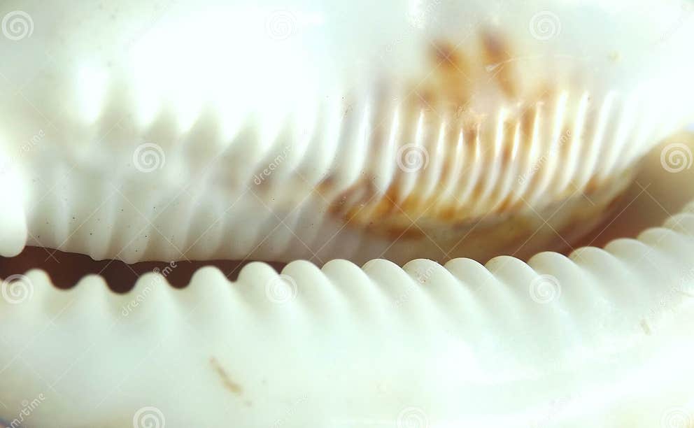 Cowrie shell stock image. Image of cowrie, tooth, amulet - 97680717