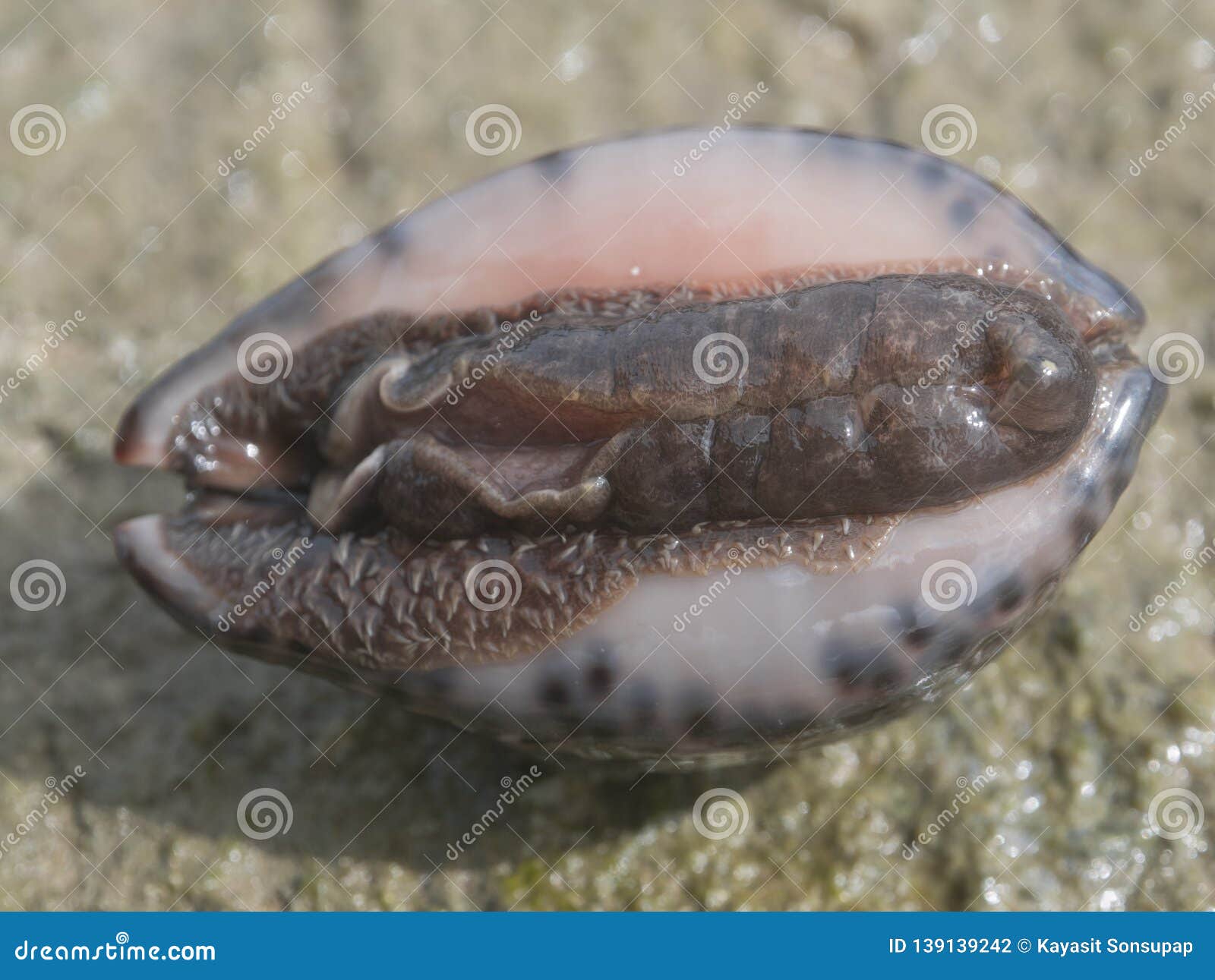 Cowrie Shells. the Sea Shellfish on the Rock Stock Photo - Image of ...