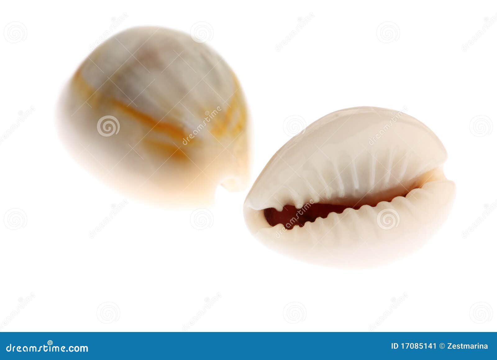 Cowries isolated on white stock image. Image of cockle - 17085141