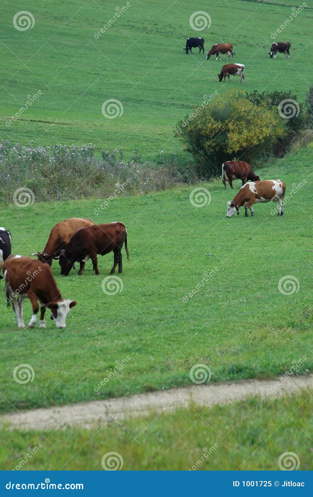 Cows stock image. Image of milk, field, fieldpath, brute - 1001725