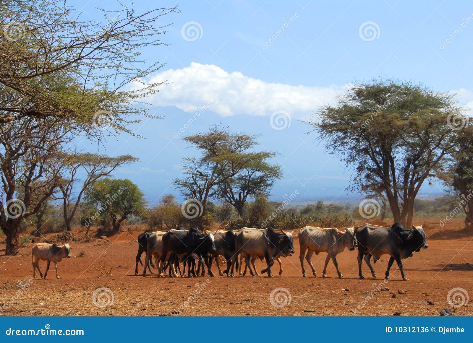 Cows stock photo. Image of africa, kenya, animals, calf - 10312136