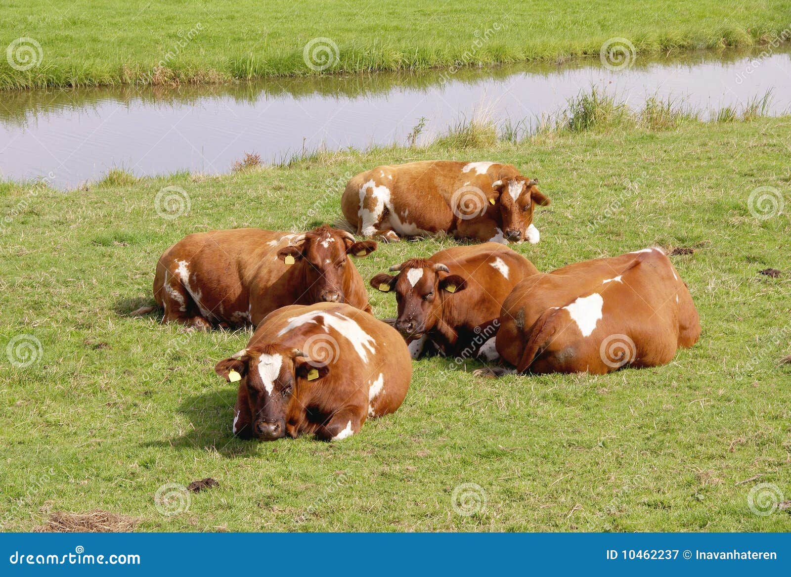 Ruminating Cows Lying Together Under The Trees Royalty-Free Stock ...