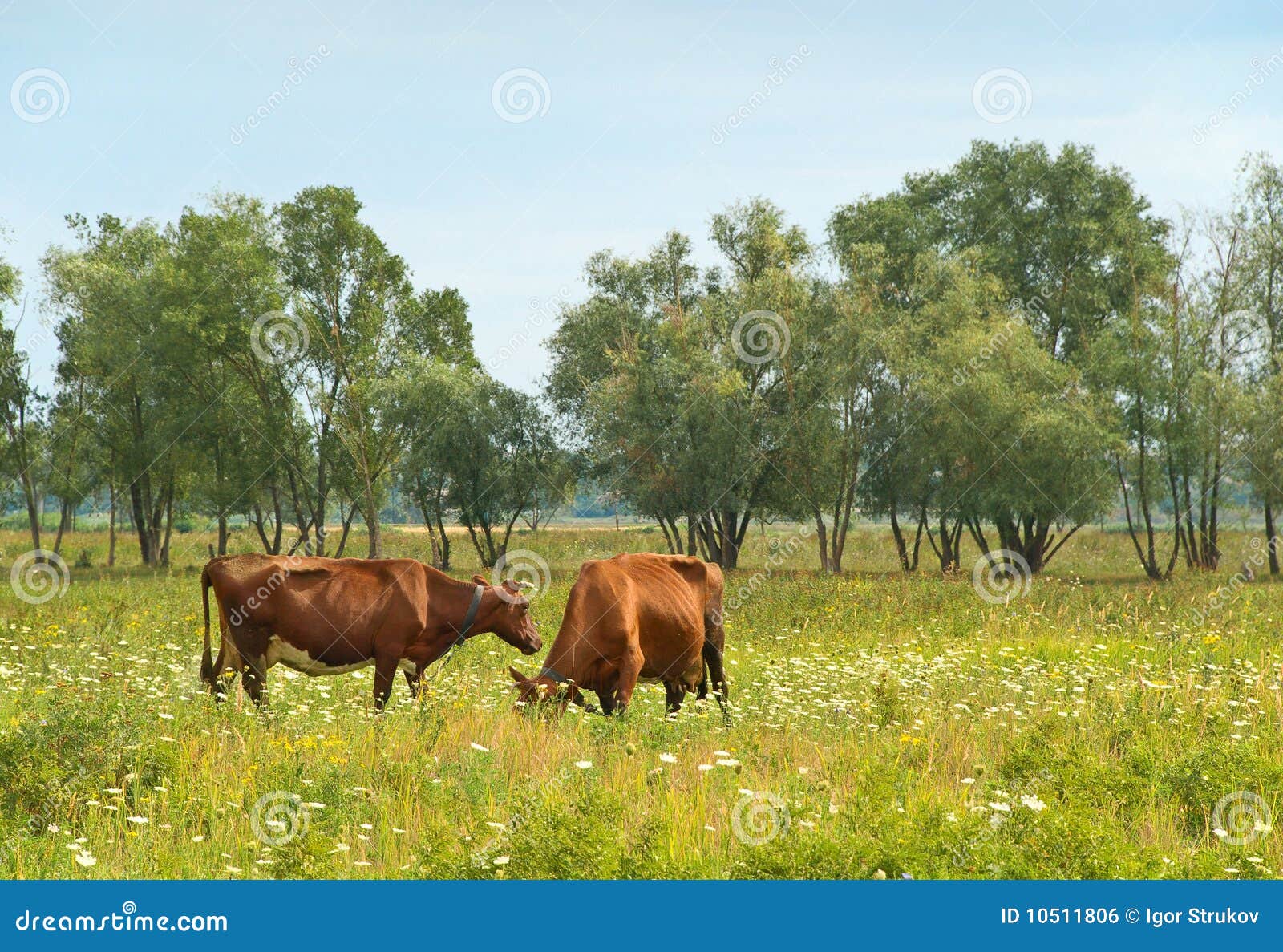 Cows stock photo. Image of pasture, landscape, meadow - 10511806