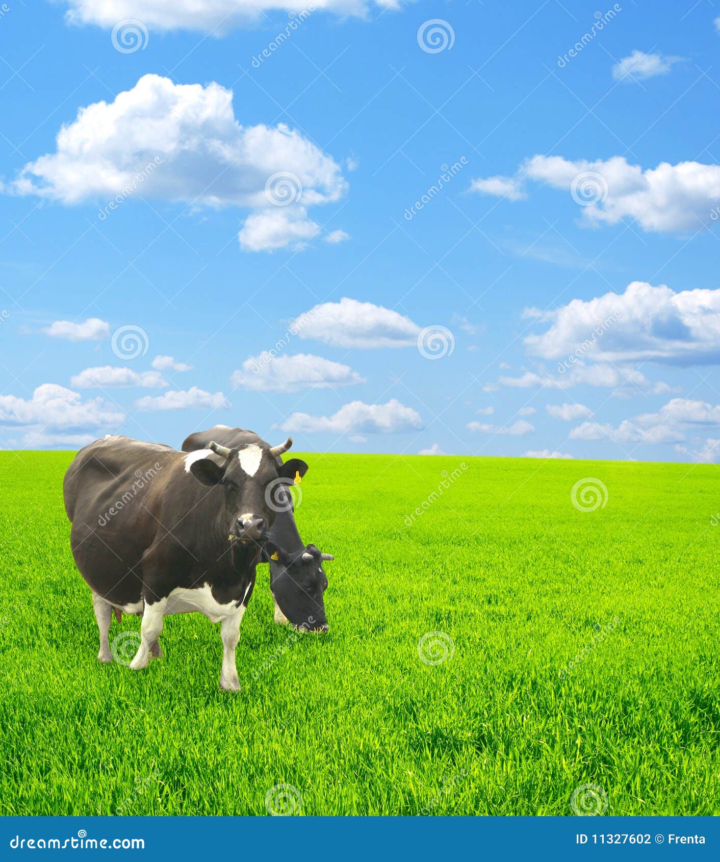 Cows stock photo. Image of farm, pasture, bright, summer - 11327602