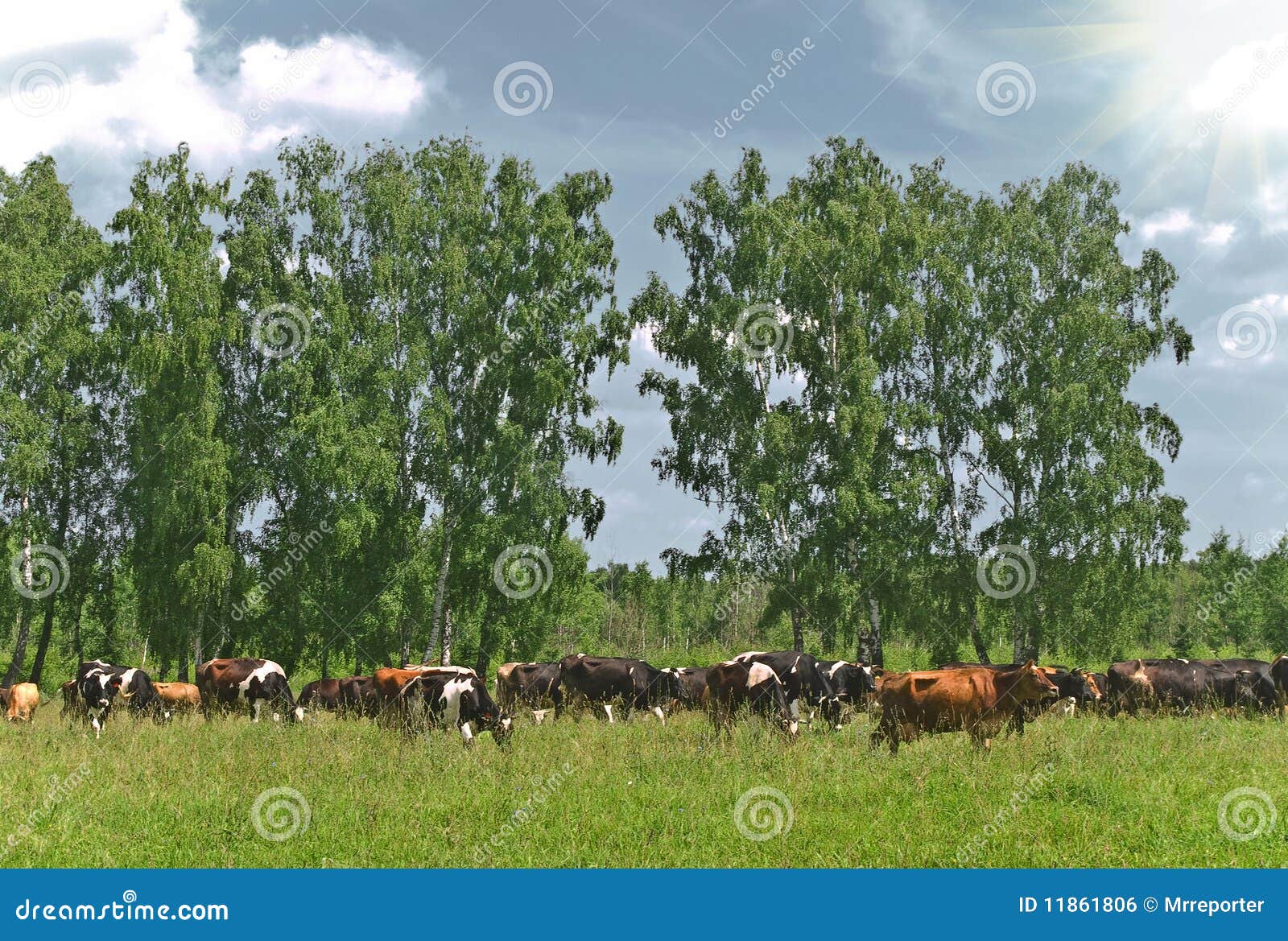 Cows stock photo. Image of agricultural, rural, farming - 11861806