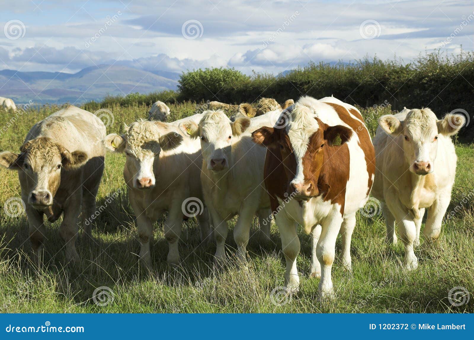 Cows stock photo. Image of dairy, hedge, farm, trees, grass - 1202372