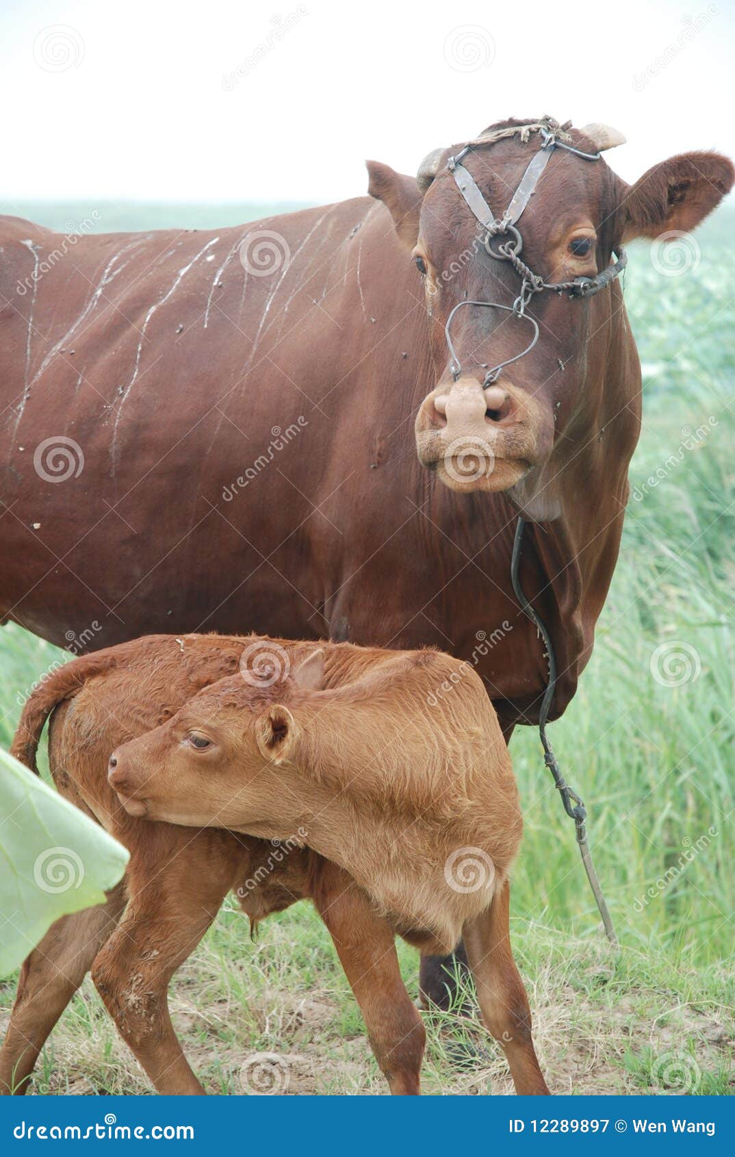 Cows stock image. Image of parents, green, education - 12289897