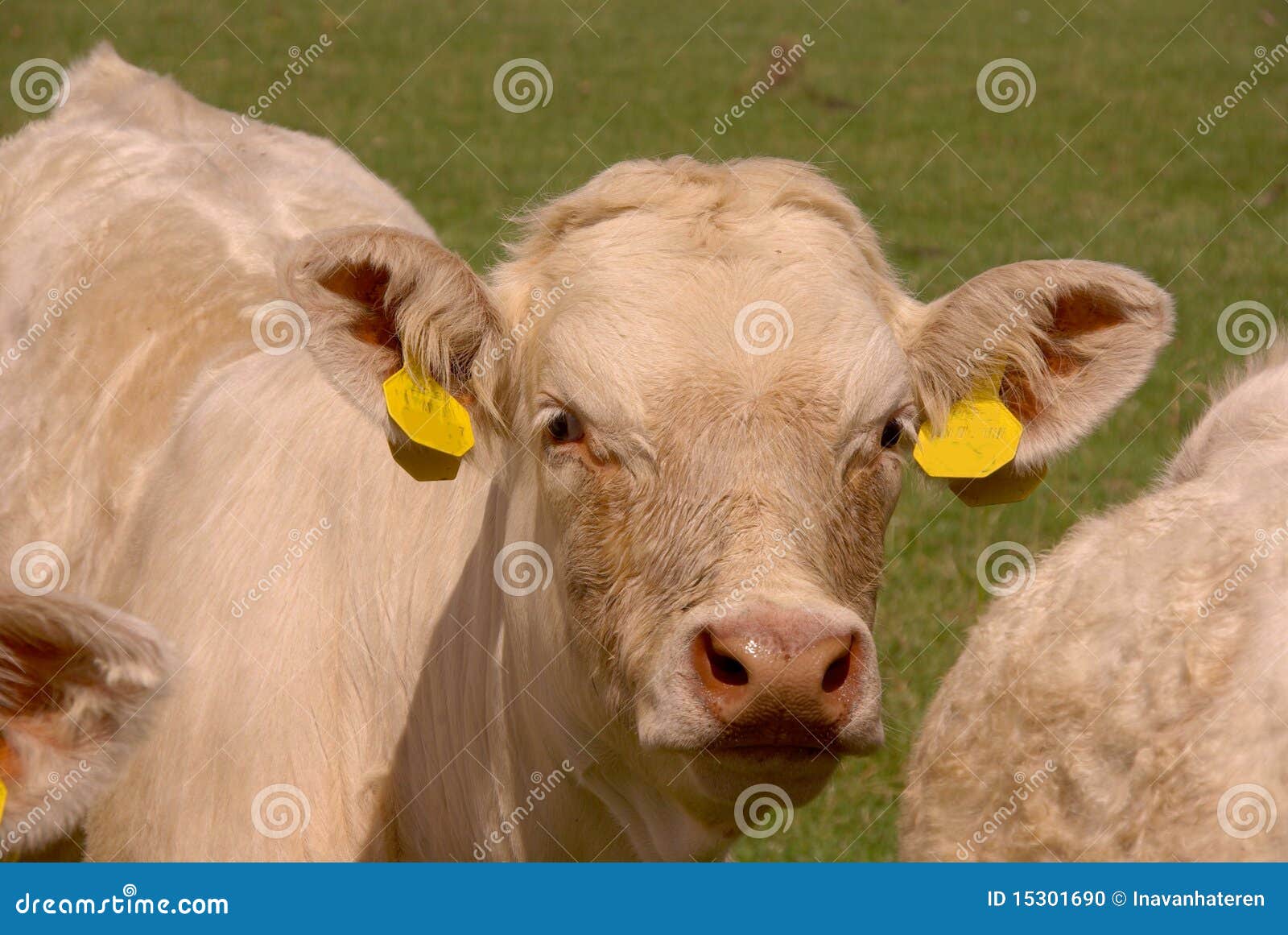 Cows stock photo. Image of friendly, docility, anxious - 15301690