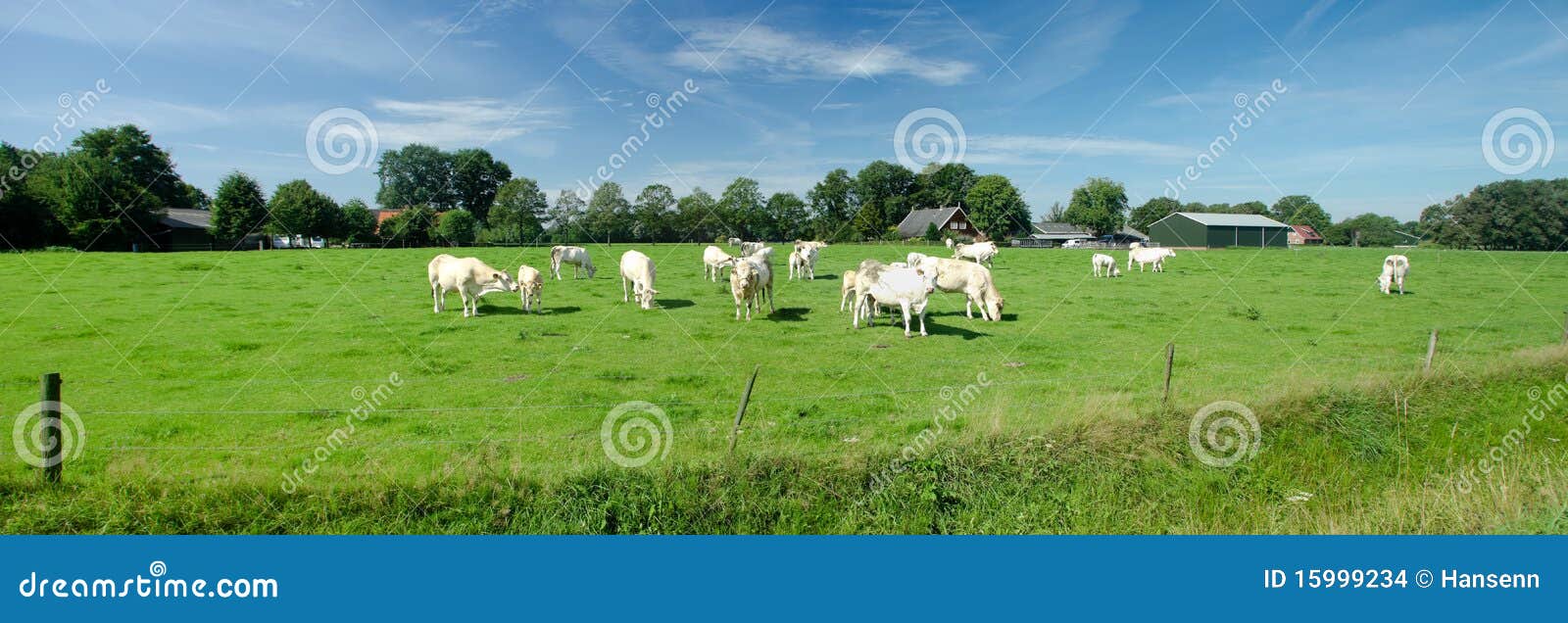 Cows stock photo. Image of side, farming, agriculture - 15999234