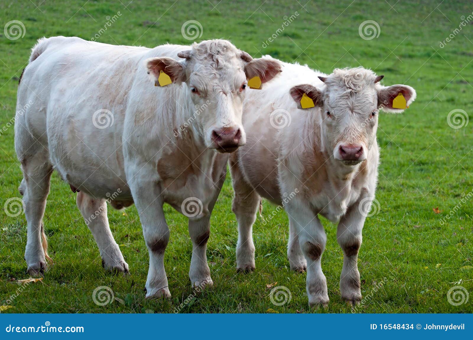 1,342 Alone Cows Stock Photos - Free & Royalty-Free Stock Photos from ...