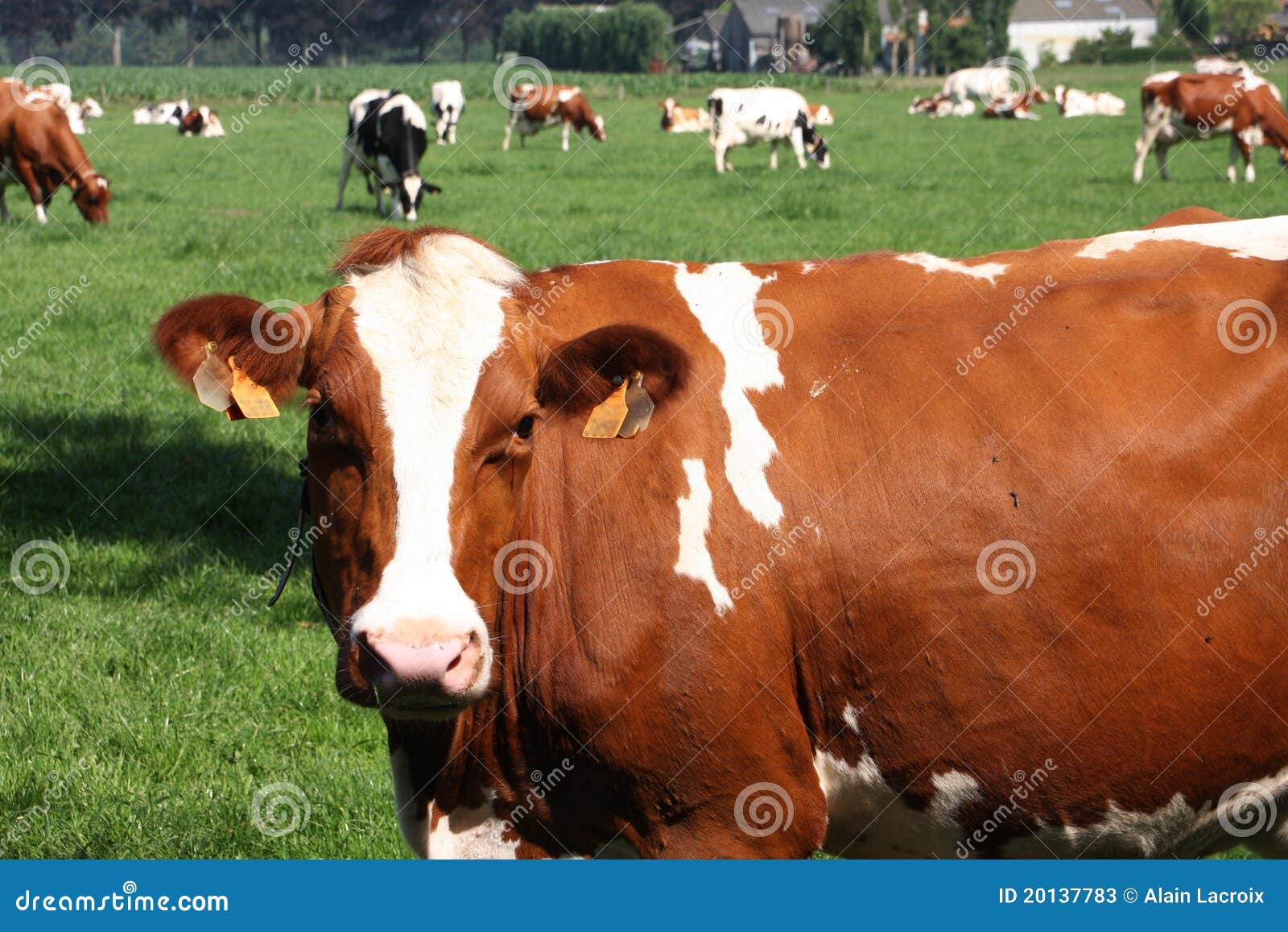 Cows stock image. Image of ranch, agricultural, green - 20137783