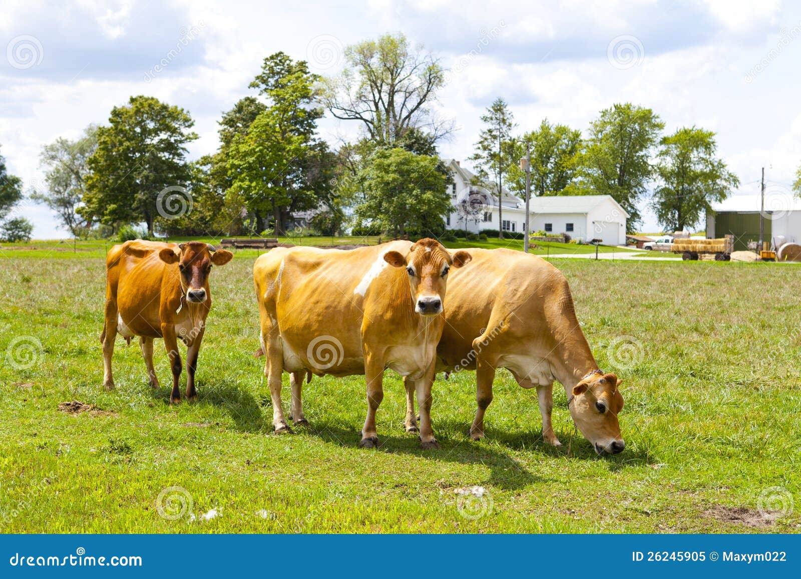 Cows stock image. Image of landscape, farmland, country - 26245905