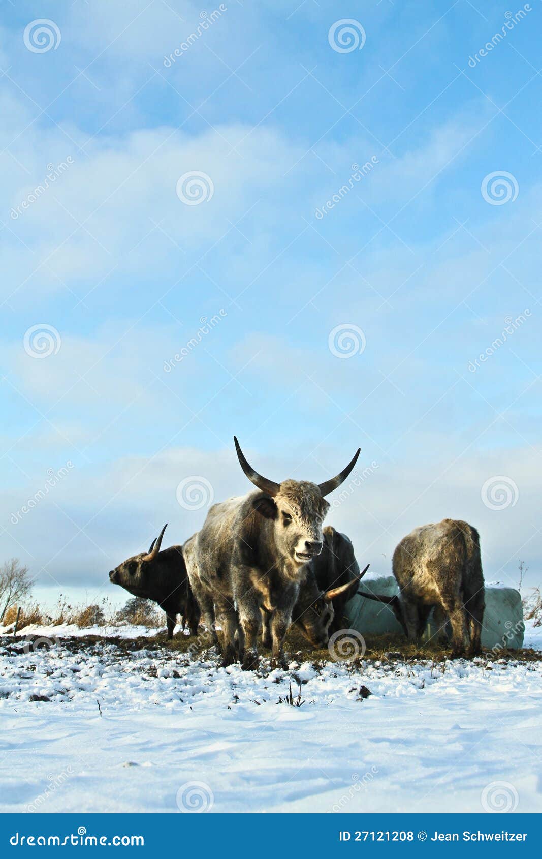 Cows stock photo. Image of denmark, snow, pasture, winter - 27121208