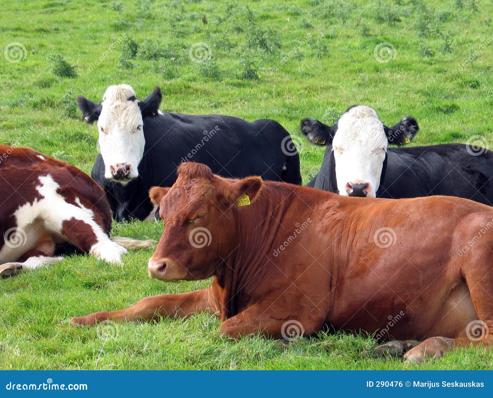 Cows stock photo. Image of nature, break, milk, meat, animals - 290476