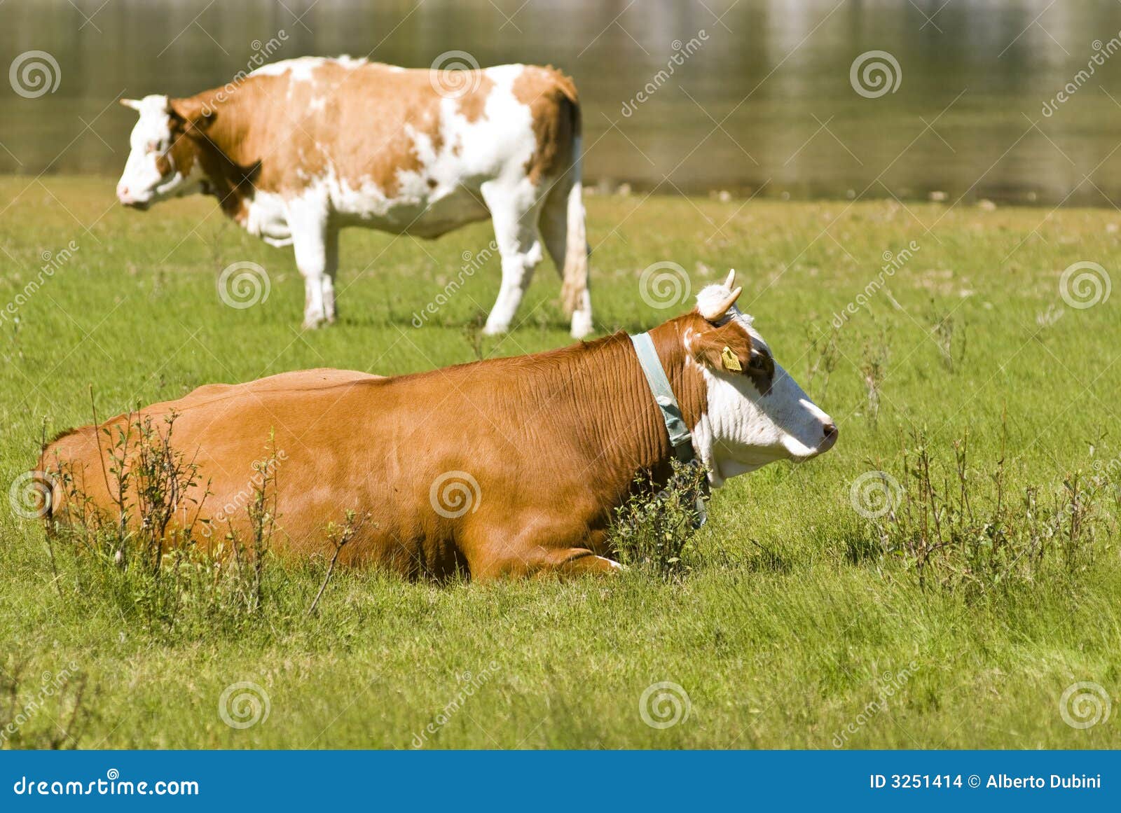 Cows stock photo. Image of eating, animal, cloudscape - 3251414