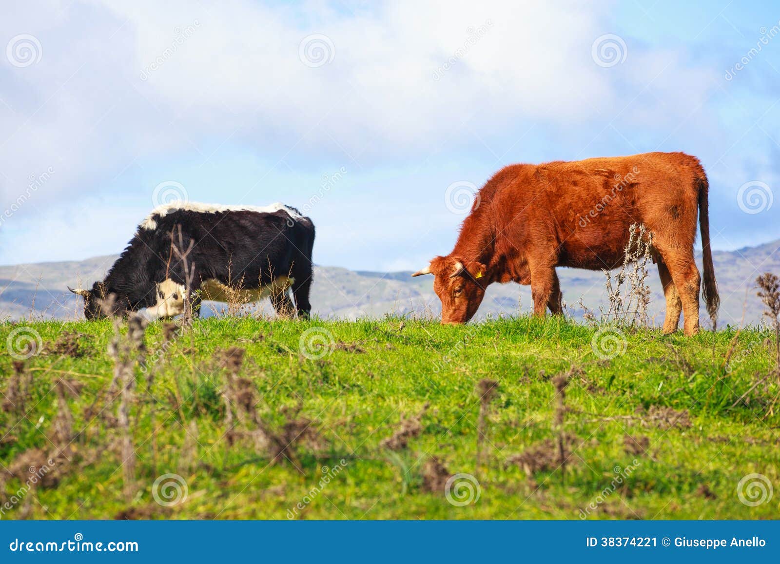 Cows stock image. Image of domestic, rural, staring, view - 38374221