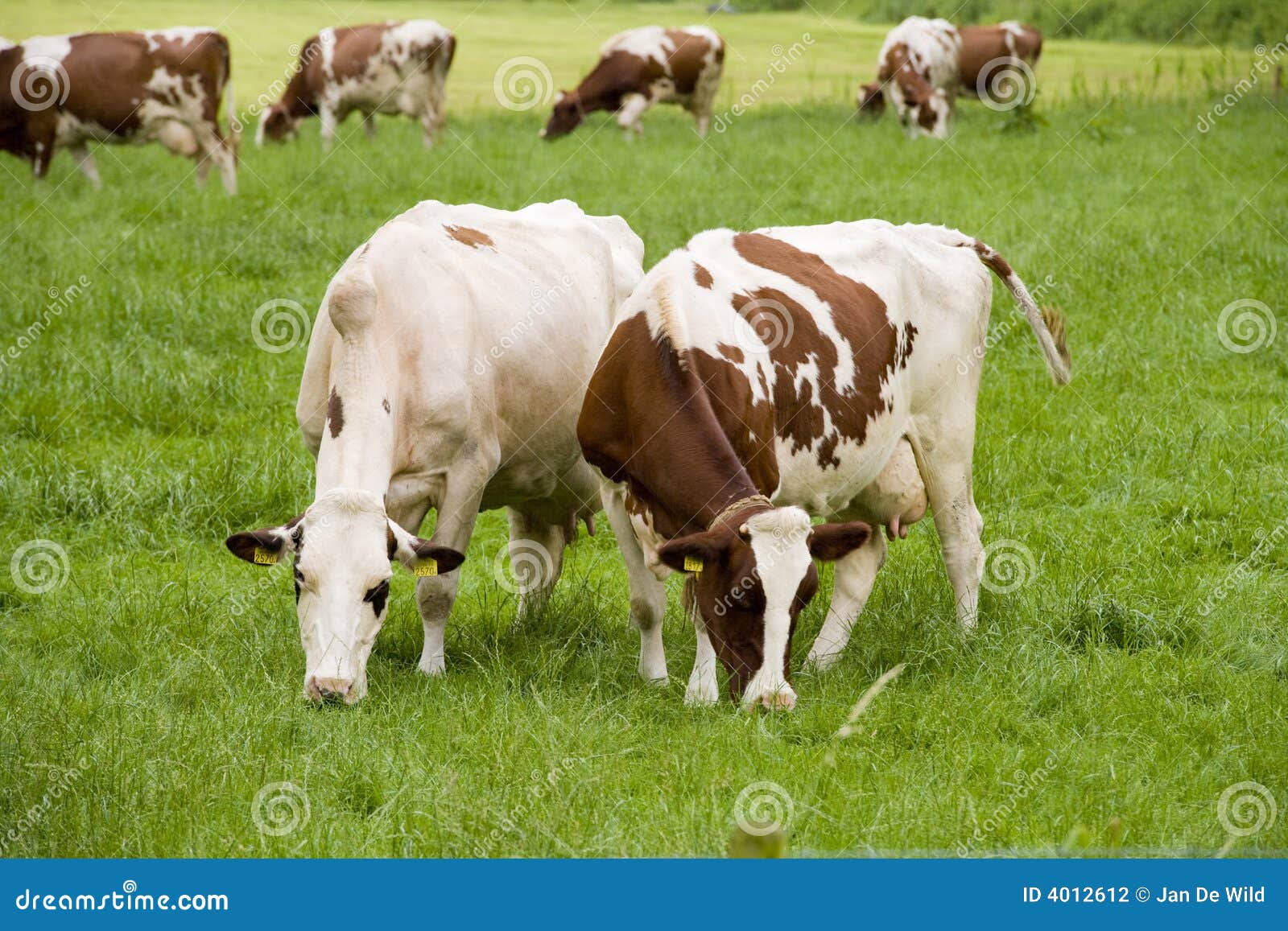 Cows stock photo. Image of farmer, herd, heffer, graze - 4012612