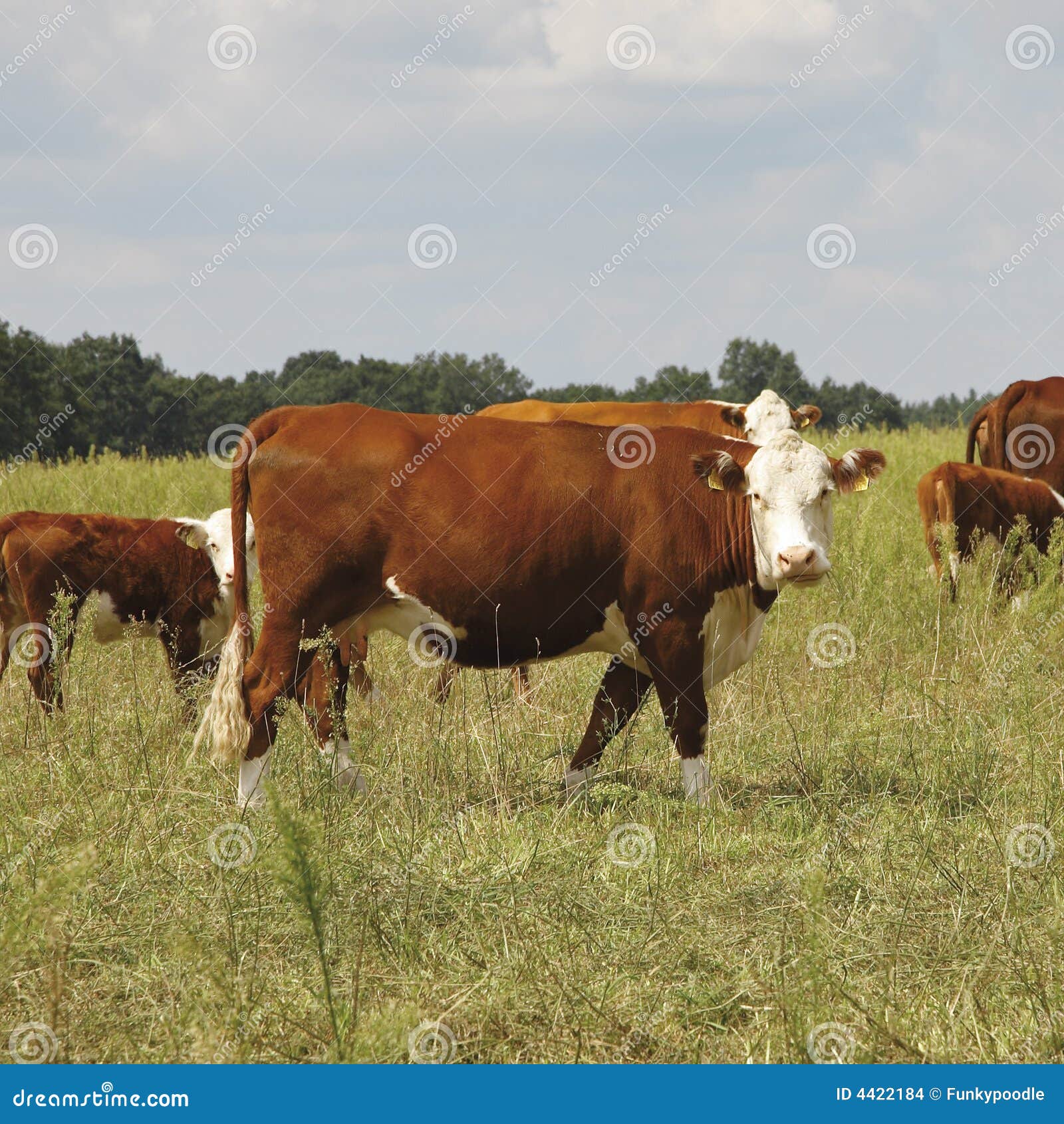 Cows stock photo. Image of rural, cows, gaze, brown, grassland - 4422184