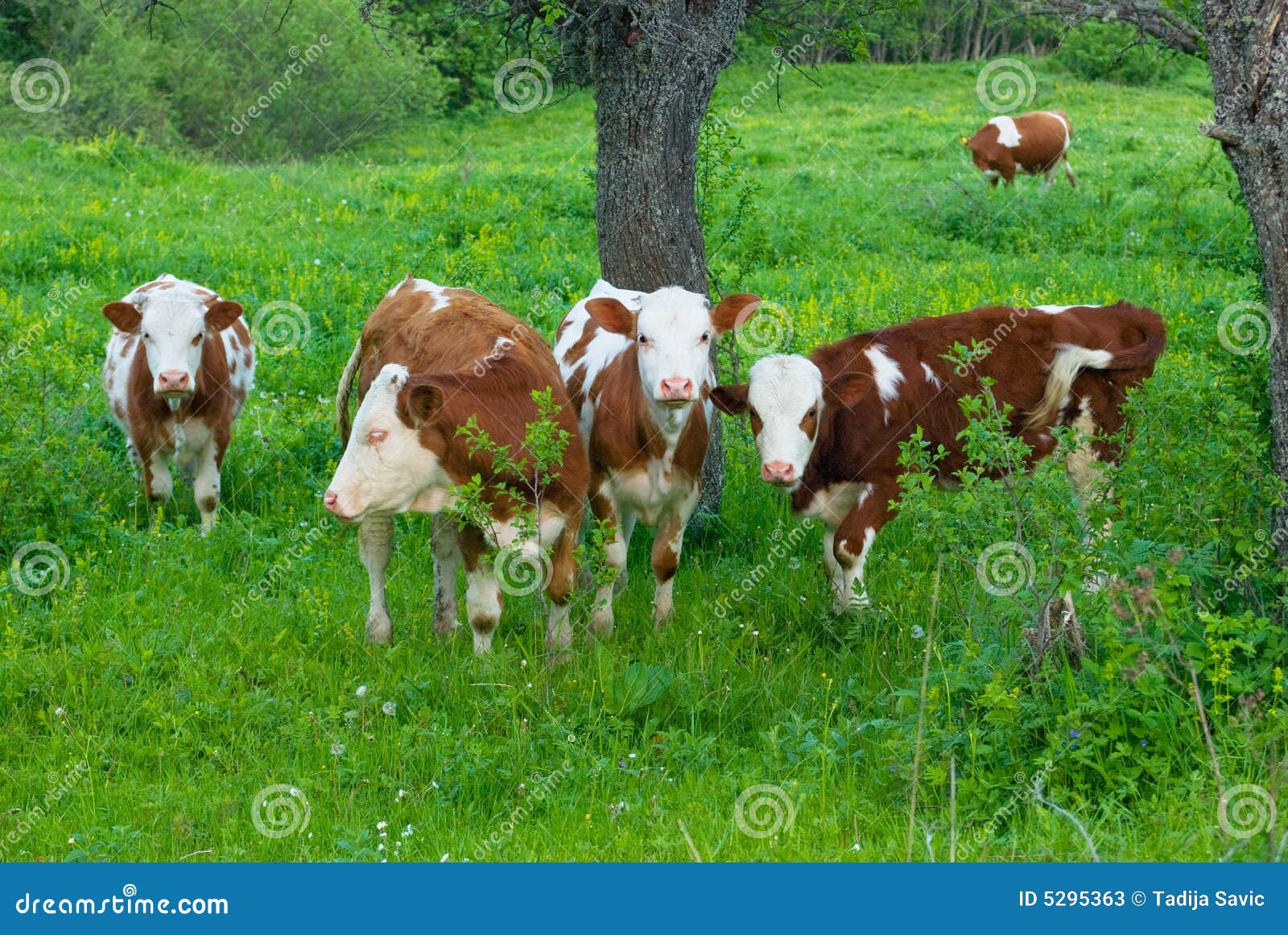 Cows Picture. Image: 5295363