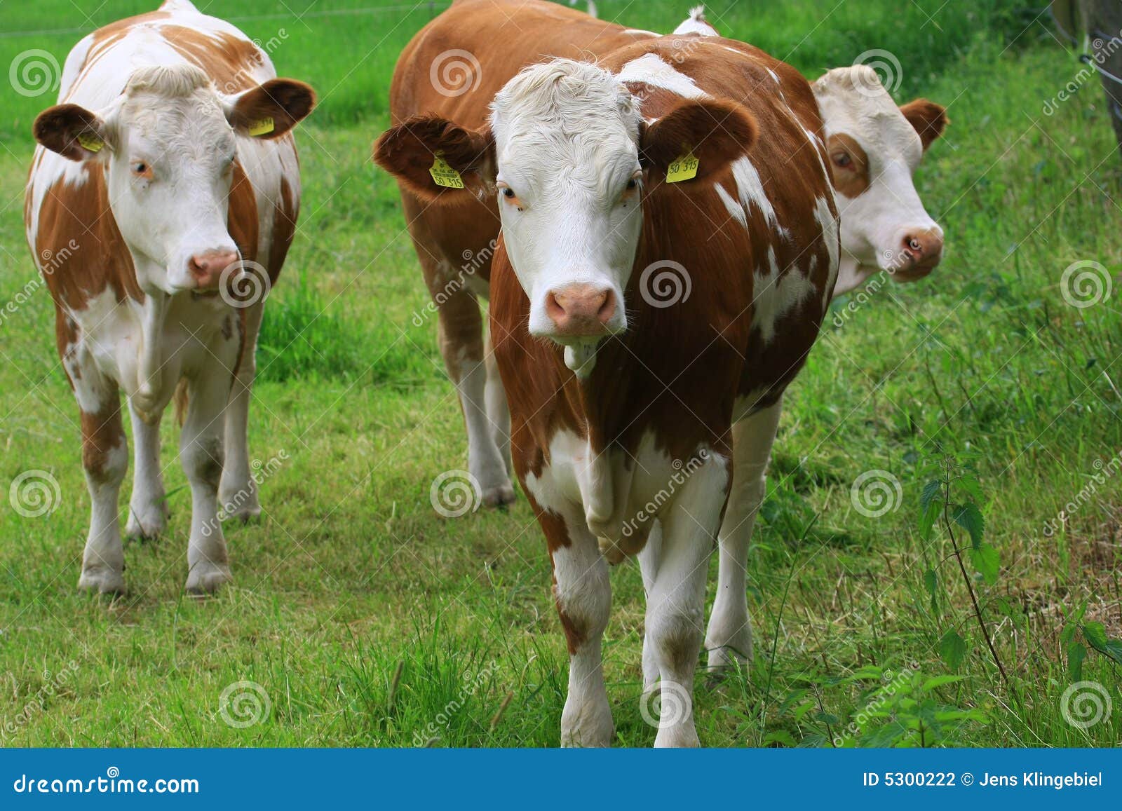 Cows Picture. Image: 5300222