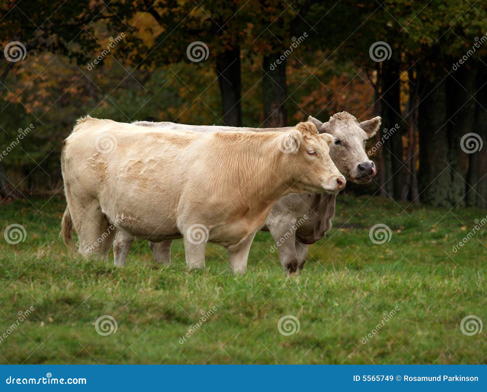Cows stock image. Image of deep, bovine, together, pasture - 5565749