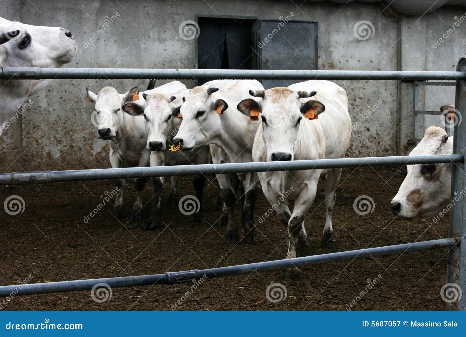 Cows stock image. Image of agriculture, calfs, graziery - 5607057