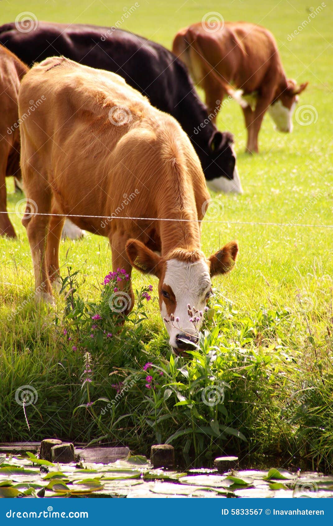 Cows stock image. Image of farm, anxious, cows, adorable - 5833567