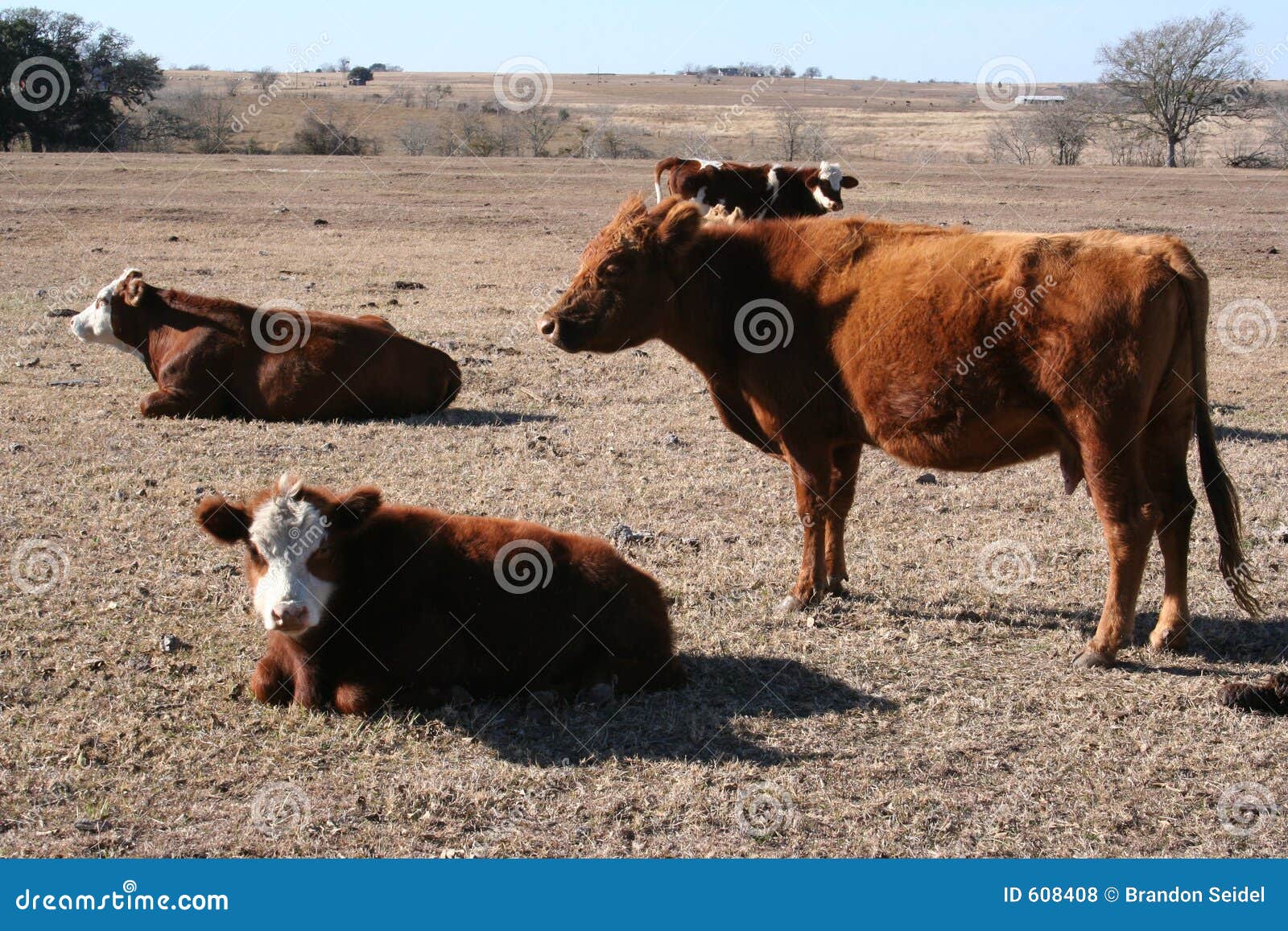 Hefer Milk Cows Photos - Free & Royalty-Free Stock Photos from Dreamstime