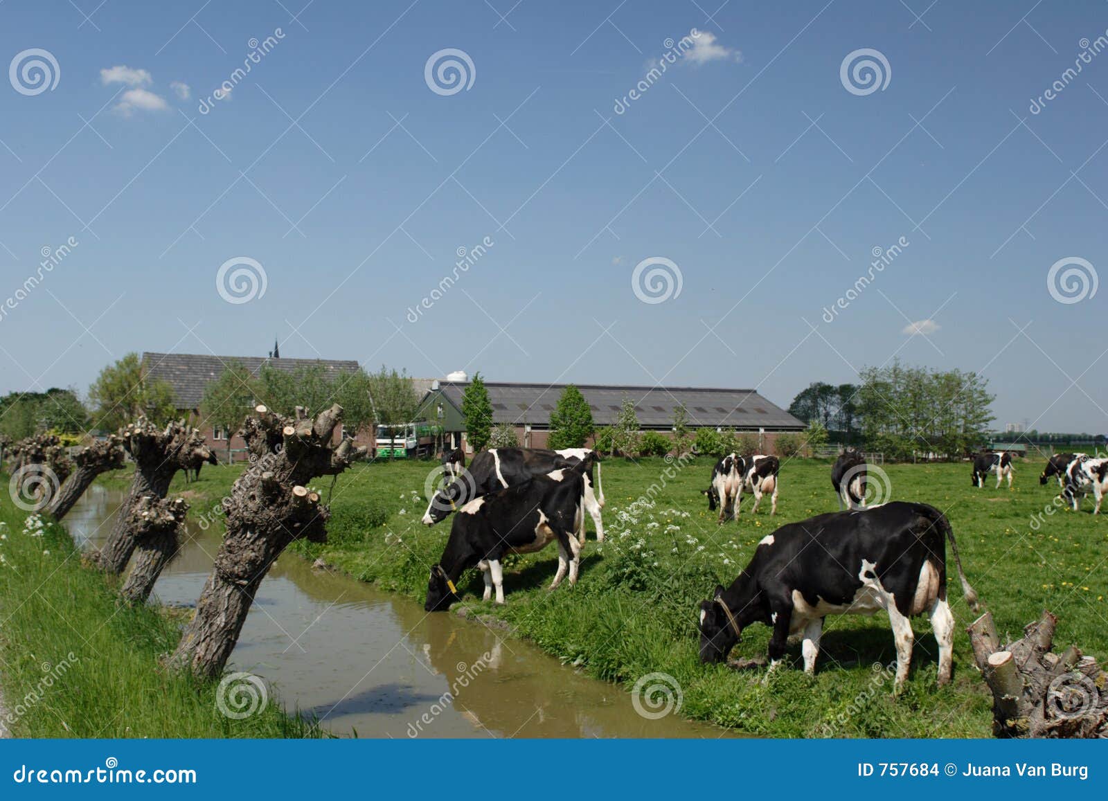 Cows stock photo. Image of rural, milk, agriculture, landscape - 757684