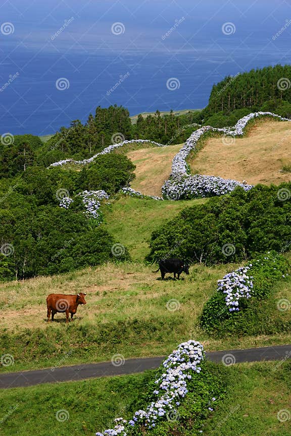 Cows stock image. Image of tree, hydrangea, ocean, portugal - 762839